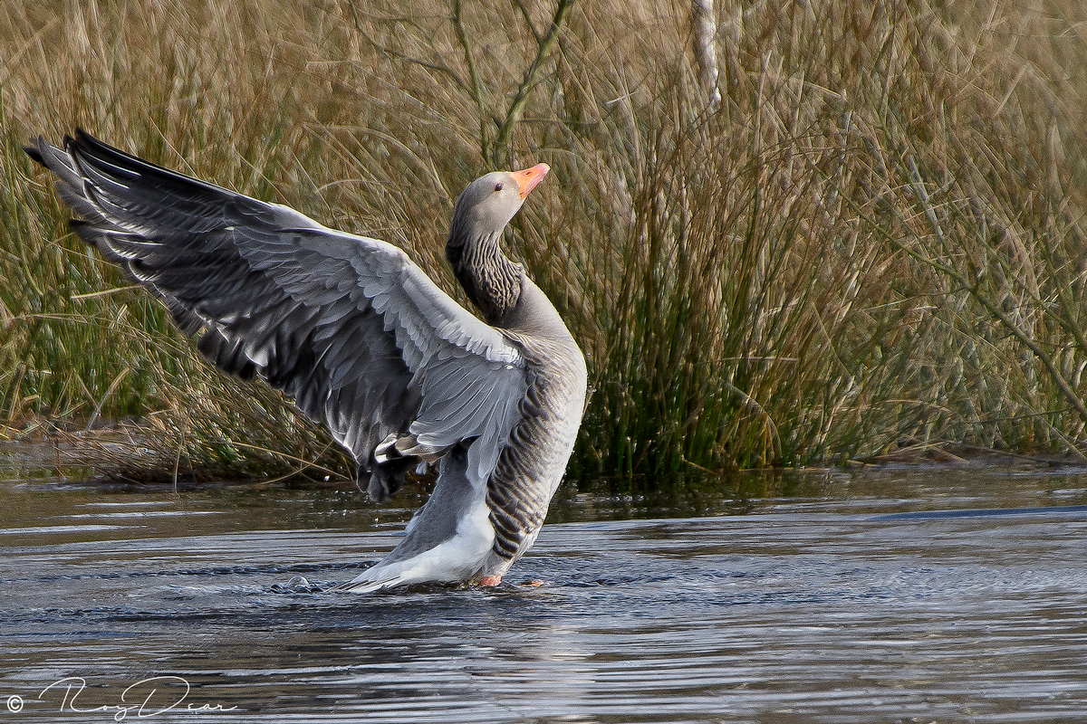 Foto's: Grauwe gans