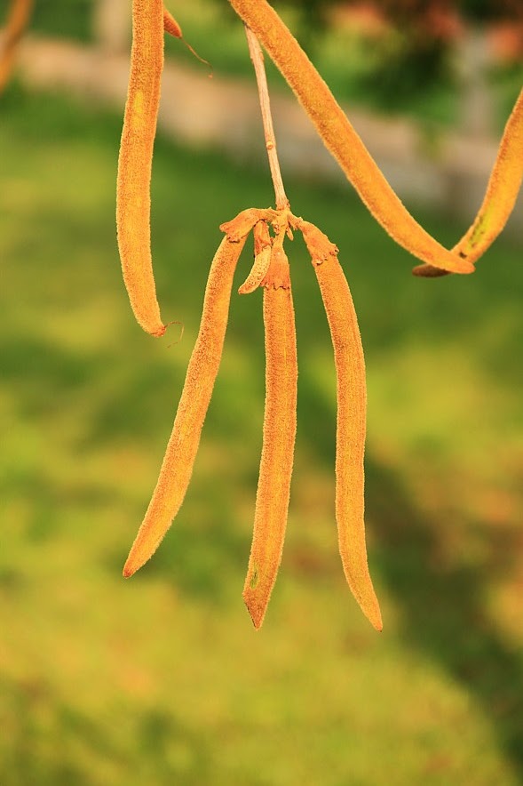 Amigos de la Reserva Natural Estricta San Antonio: Nuestra flor provincial