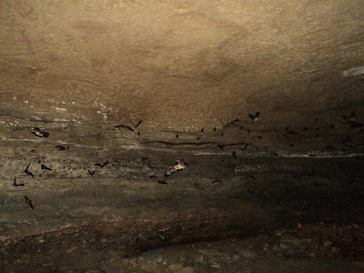 Aerial Geologist: Radium Springs Cave, Arkansas