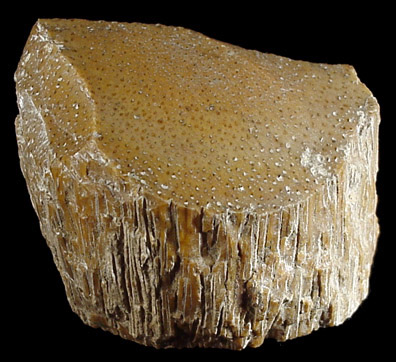 In the Company of Plants and Rocks: Following a Tree, from Fronds to Rebar