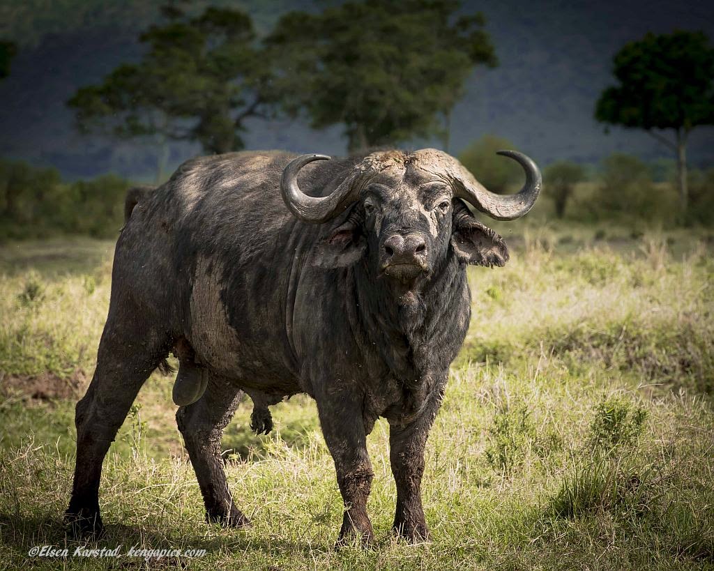 Elsen Karstad's 'Pic-A-Day Kenya': Cape Buffalo Bull, Masai Mara Kenya