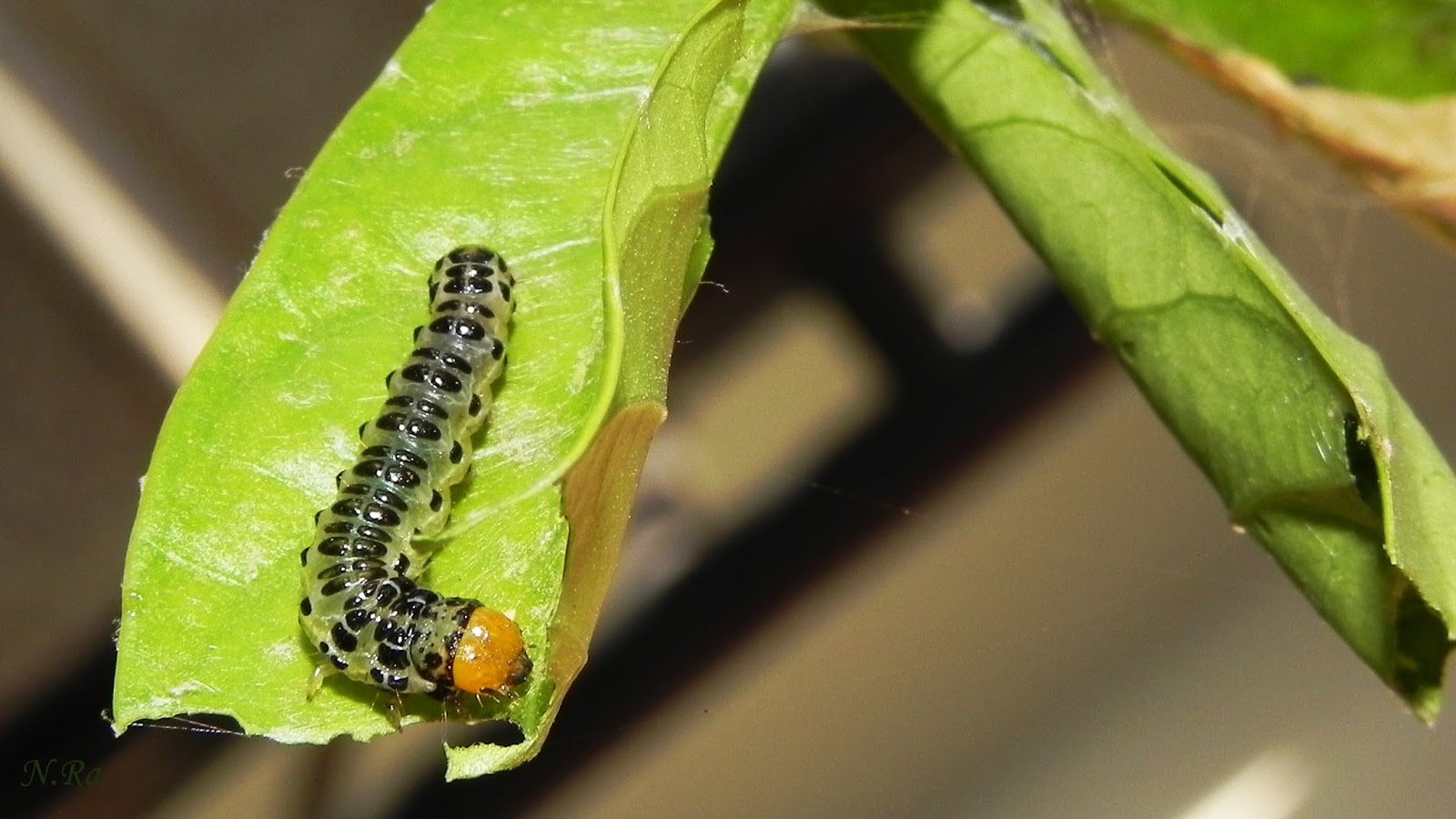 Lepidoptera Life cycle: Life Cycle images of Parotis marginata