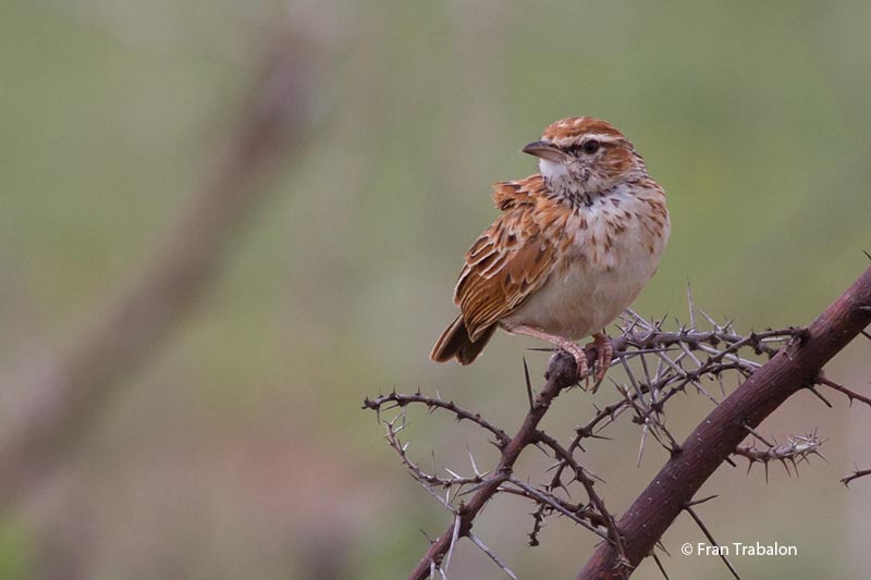ZAGROS NATURE IMAGES: Foxy Lark