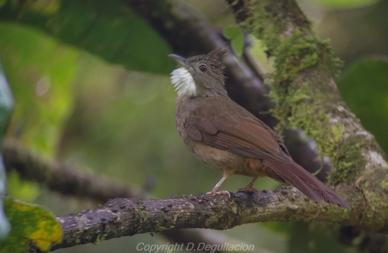 Denis Degullacion | Birding | Digiscoping | Photography |: A Great ...