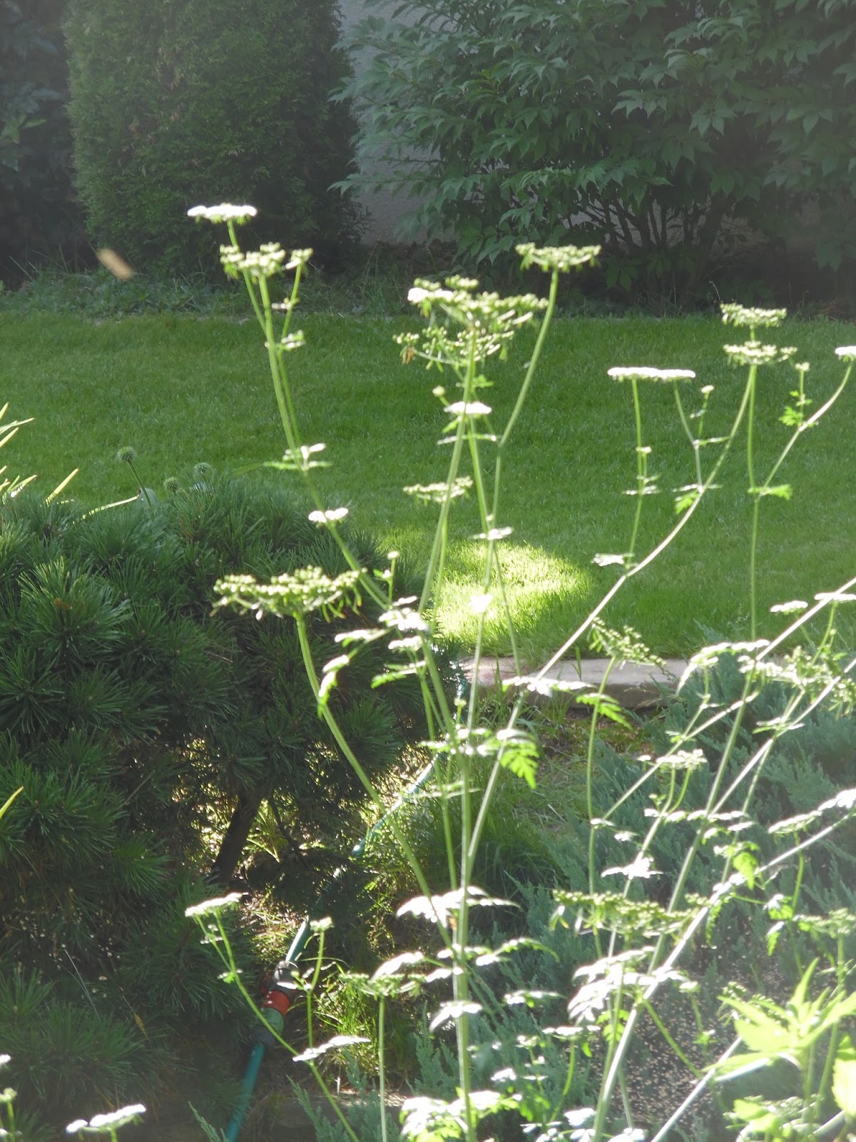 Ogród Tamaryszka: MOJE CHWASTY