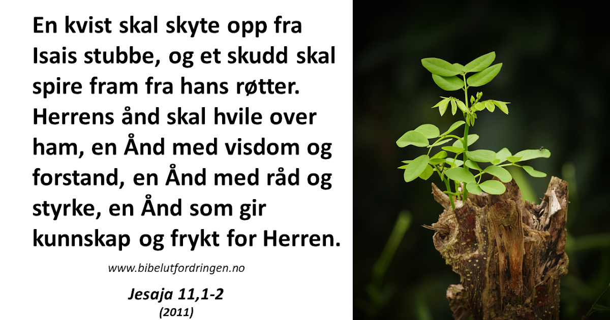 Bibelutfordringen: Jesaja 11,1-2
