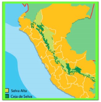 REGIÓN SELVA ALTA O RUPA RUPA DEL PERÙ | SELVA ALTA O RUPA RUPA