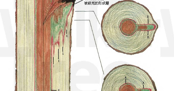 樹木的腐朽區隔化 Compartmentalization Of Decay In Trees | 樹沃客樹藝