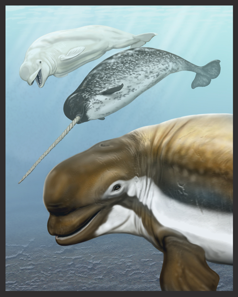 Caribbean Paleobiology: Belugas tropicales... mi incursión en la ...