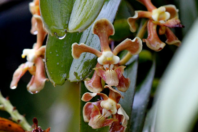 Wild orchids in sumatra: Vanda Jones ex R.Br., 1820