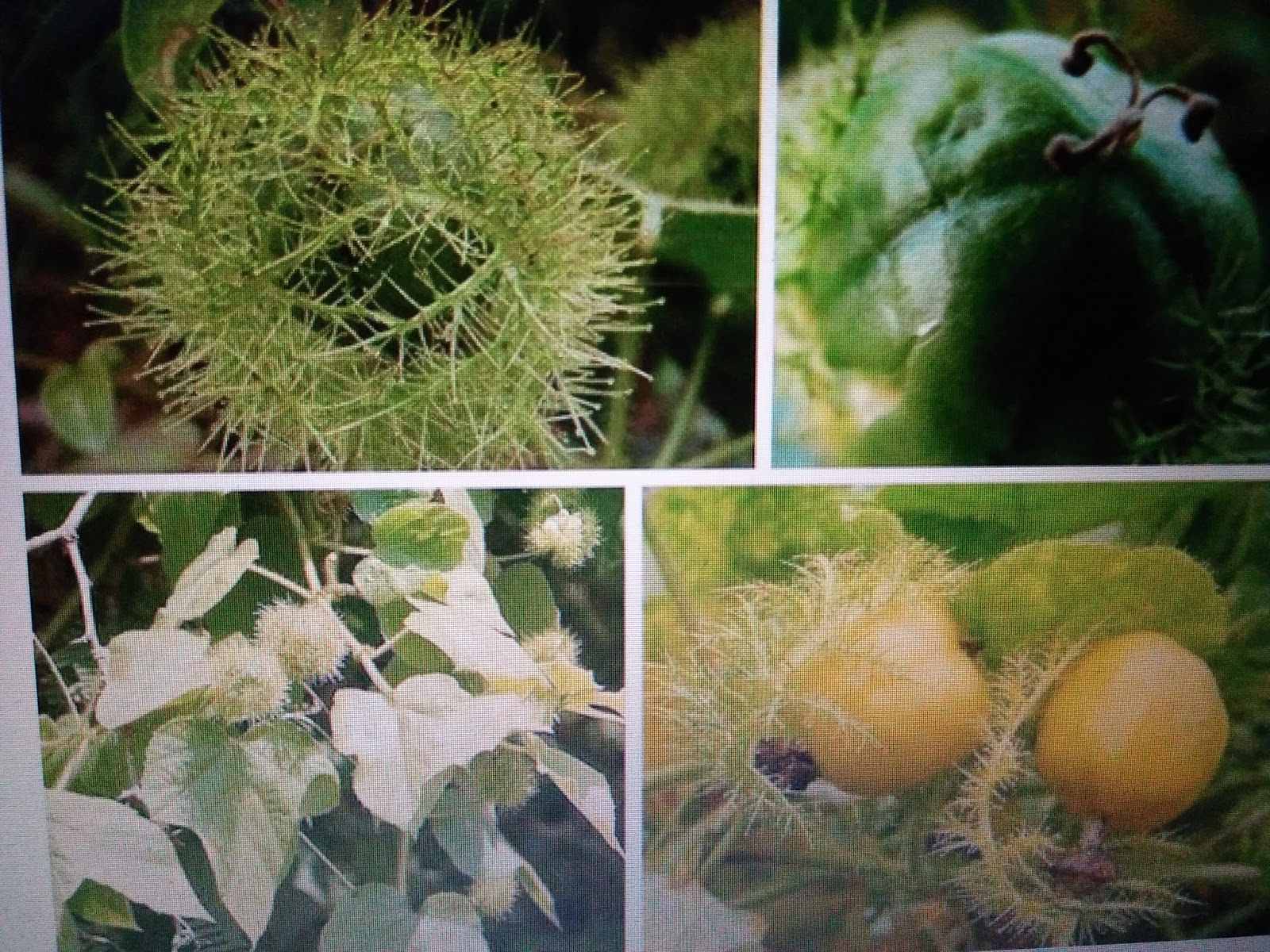 Fuziah Sulaiman blog: Galeri Herba THRM - P. LETUp-LETUP -+ BUAH ...