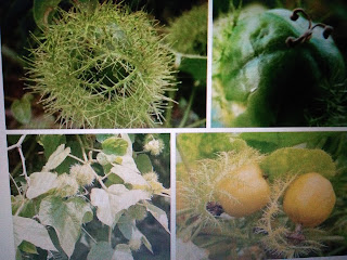 Fuziah Sulaiman blog: Galeri Herba THRM - P. LETUp-LETUP -+ BUAH ...