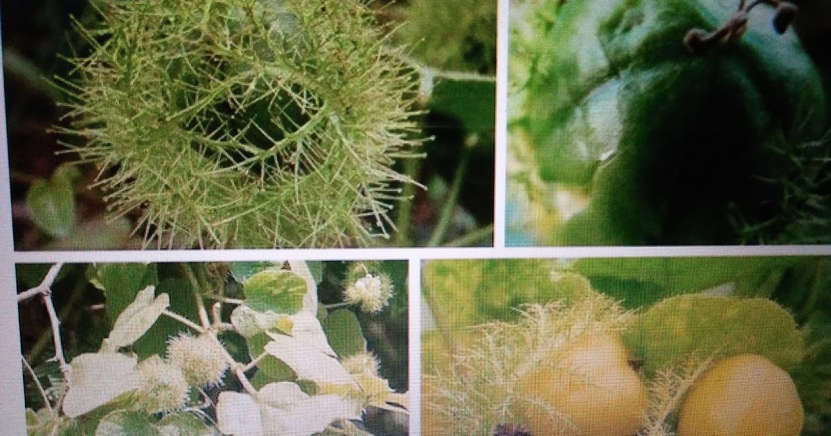 Fuziah Sulaiman blog: Galeri Herba THRM - P. LETUp-LETUP -+ BUAH ...