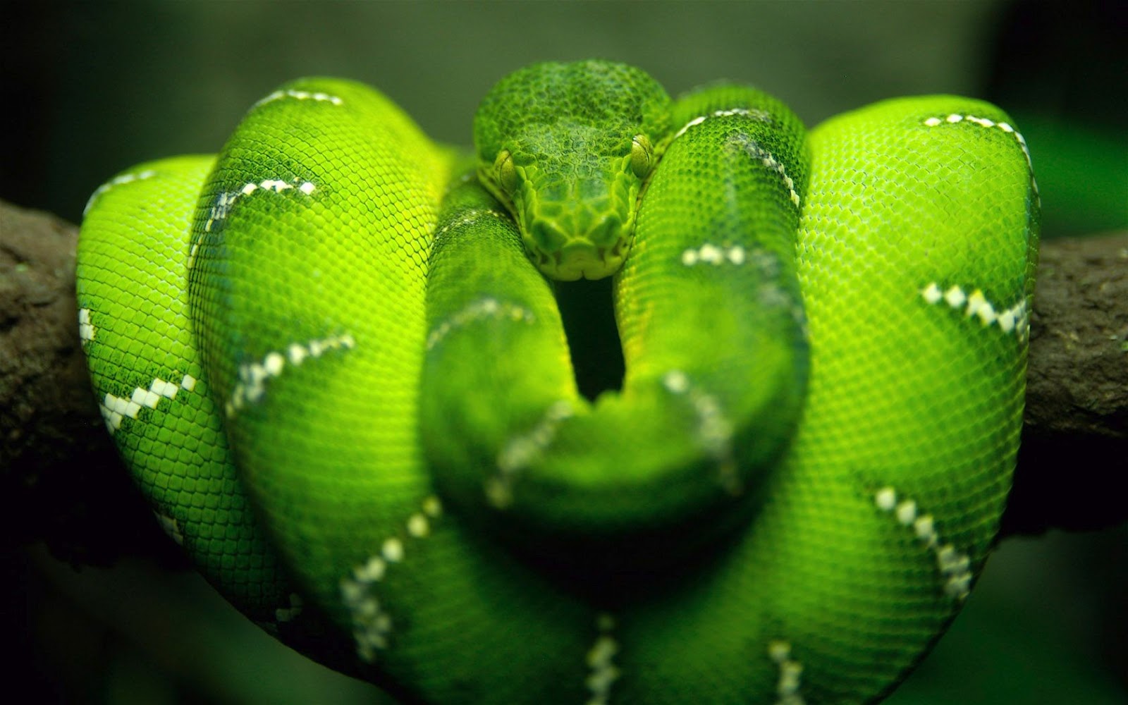 Best Nature Photos: Huge Green Snake