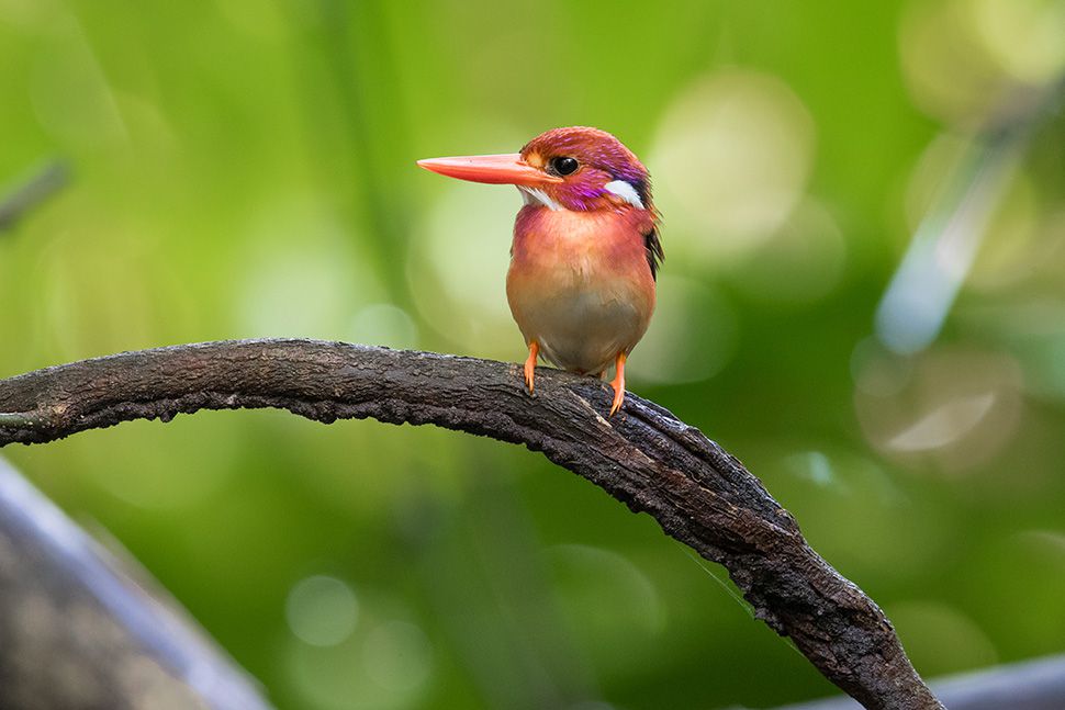 Ultra-Rare Dwarf Kingfisher Fledgling Bird Photographed For The Very ...