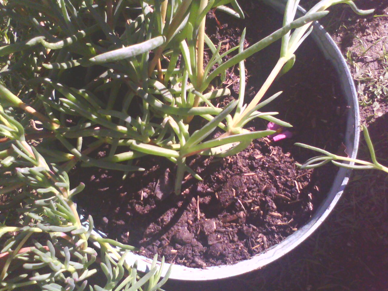 ALLISSONECOMPANHIA: TRANSPLANTE DE CHORÕES