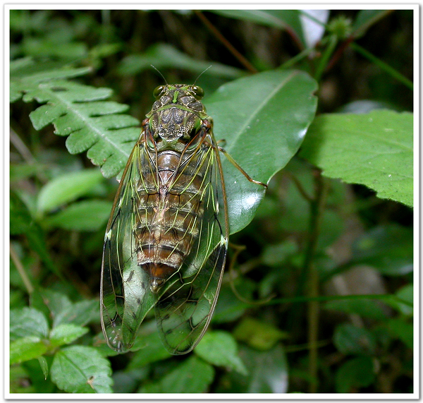 Uruguay y sus curiosidades-Uruguay and its curiosities: La Chicharra en ...