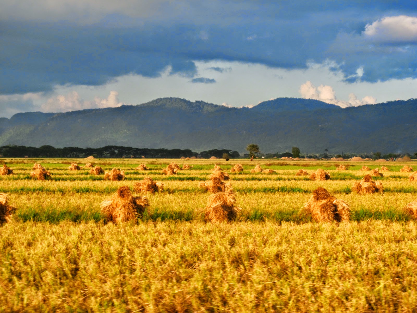 Ricefields of Mindoro