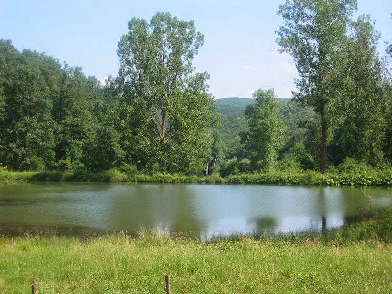Opinione në Mjedisi SOT: “Blinaja” Ekosistemi i bashkejetesës së florës ...