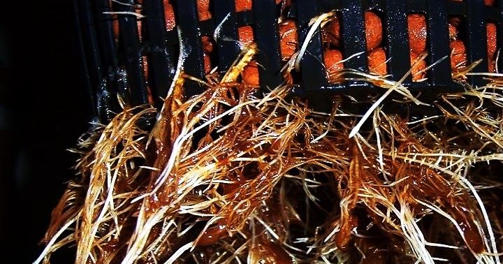 Menanam Sayur Hidroponik? Waspada Busuk Akar Menyerang - Tanaman Hidroponik