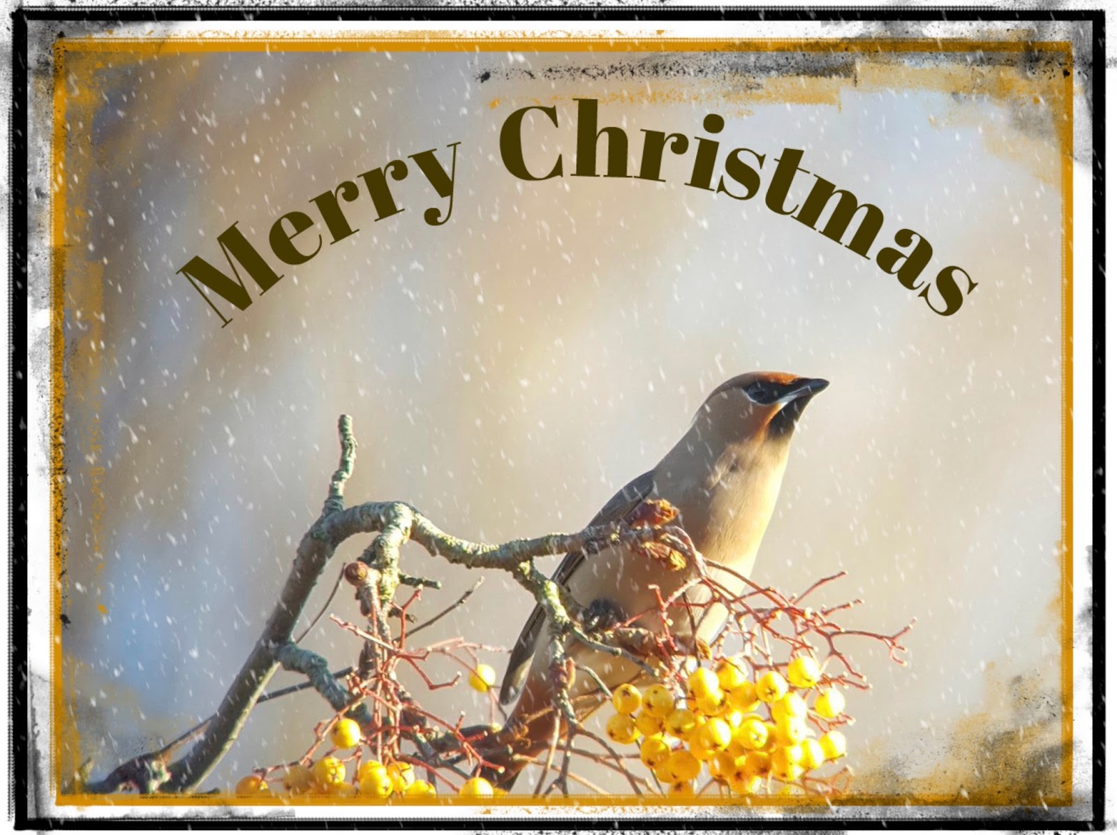 Wilde About Birds: Merry Christmas