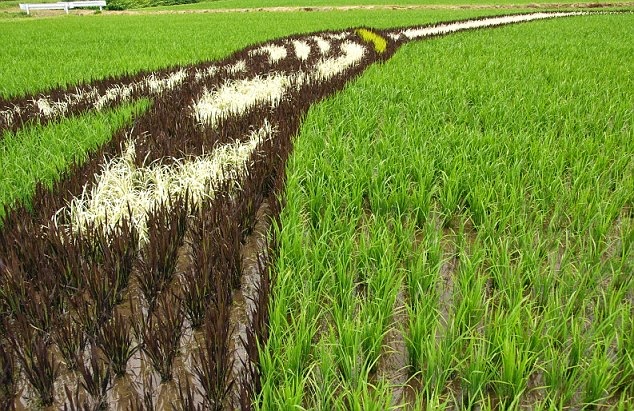 Crop art - Rice-paddy art...amazing pictures