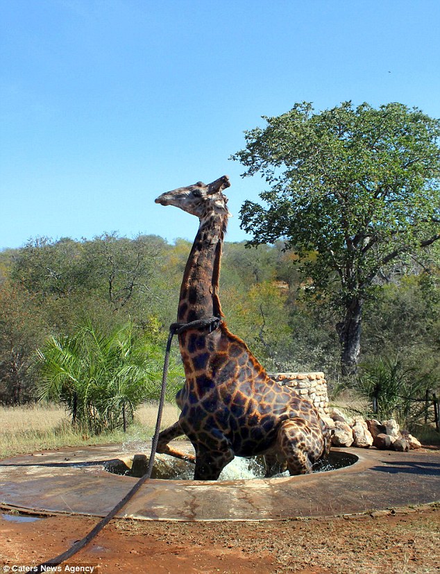 BLOG: Photos: This giraffe got stuck in a well but was saved by its ...