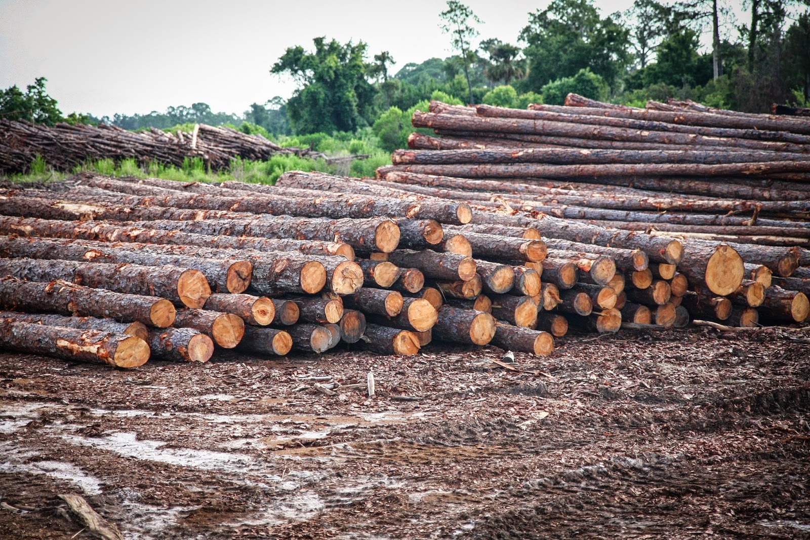Days To Remember: Kempfer Ranch Swamp Buggy Trip