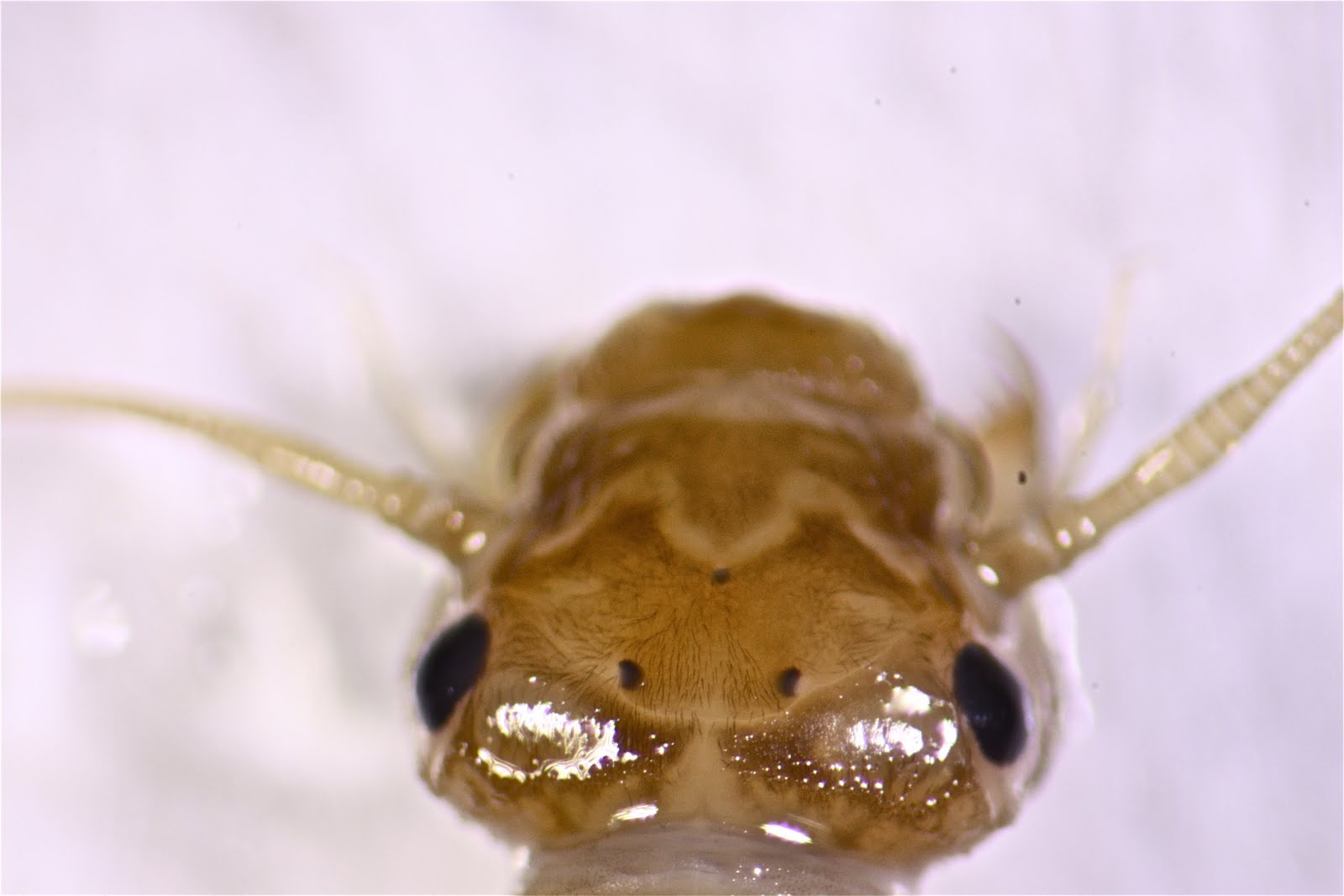 Aquatic Insects of Central Virginia: The Perlodid stonefly, genus Isoperla: Can we pin down some ...