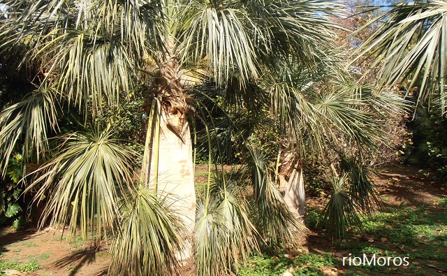 Guano: Coccothrinax spissa | Plantas rioMoros
