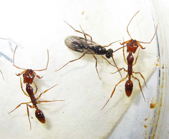 Photos and Info on Ants and Termites of Malaysia: Anochetus