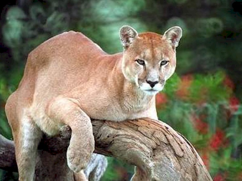 Vida Selvagem: Suçuarana