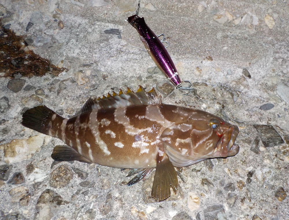 American saltwater lures can catch Japanese fish?: (No. 92) Longtooth ...