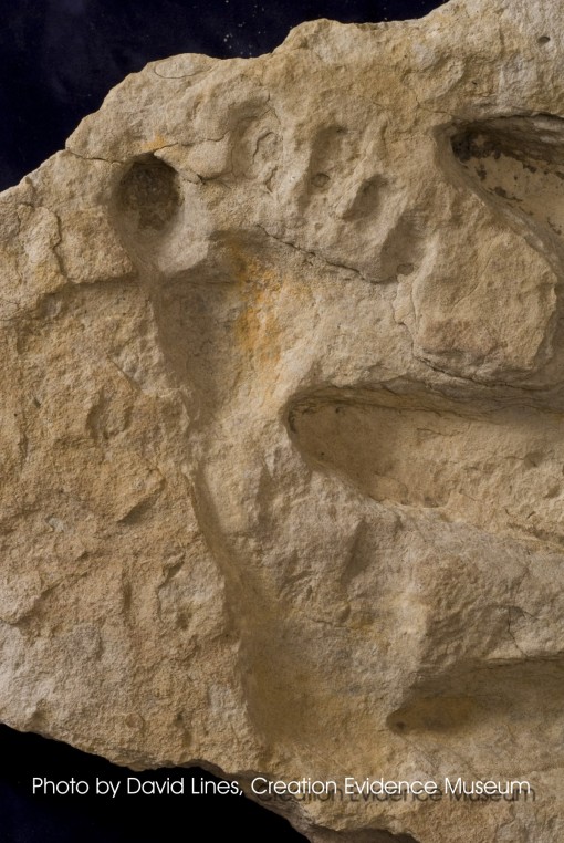 Creation - The Written Truth: #HUMAN FOSSIL FOOTPRINTS #HUMAN FOSSIL ...