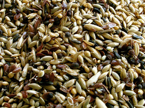 Diario de una Chicka Lit: ¡Ole mi alpiste!