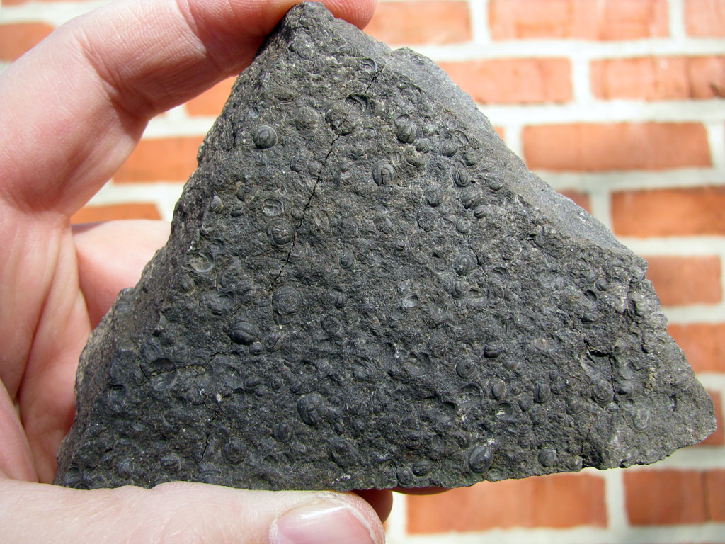 Views of the Mahantango: Agnostus pisiformis trilobites from Sweden