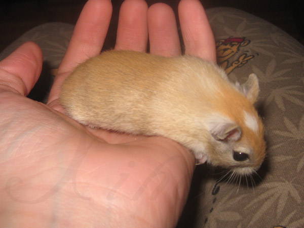 Vida de Jerbo: La última jerba se va