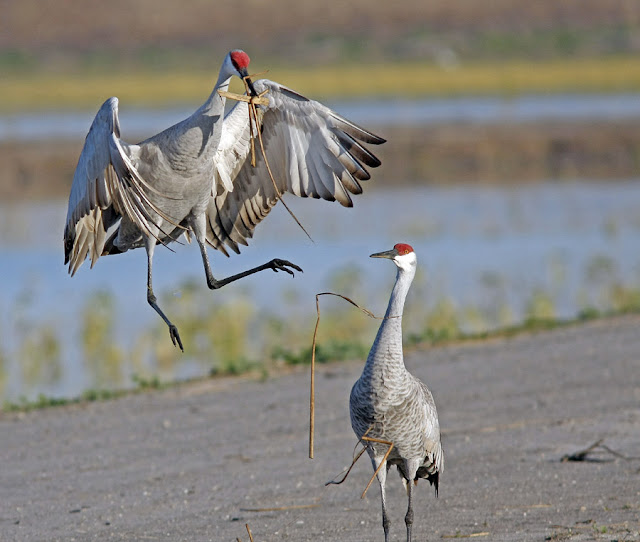 Crane | The Biggest Animals Kingdom