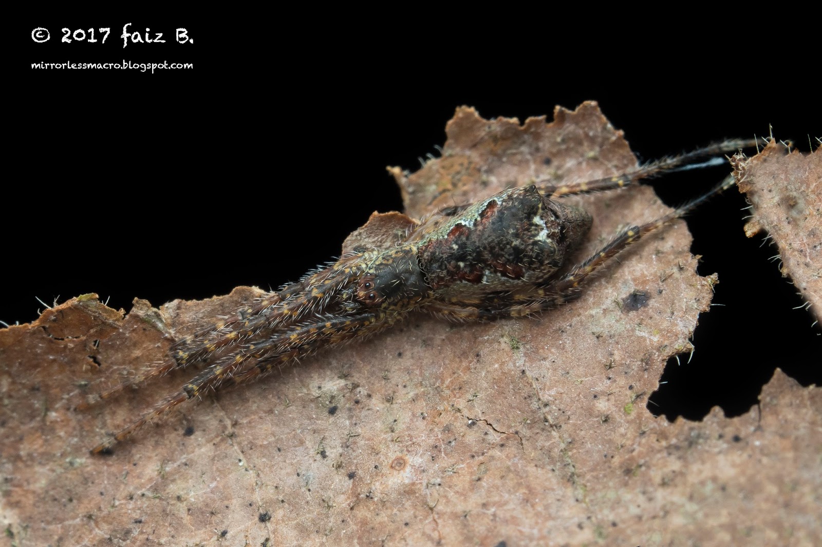 Mirrorless Macro Photography: Selection of Spiders from 2017!