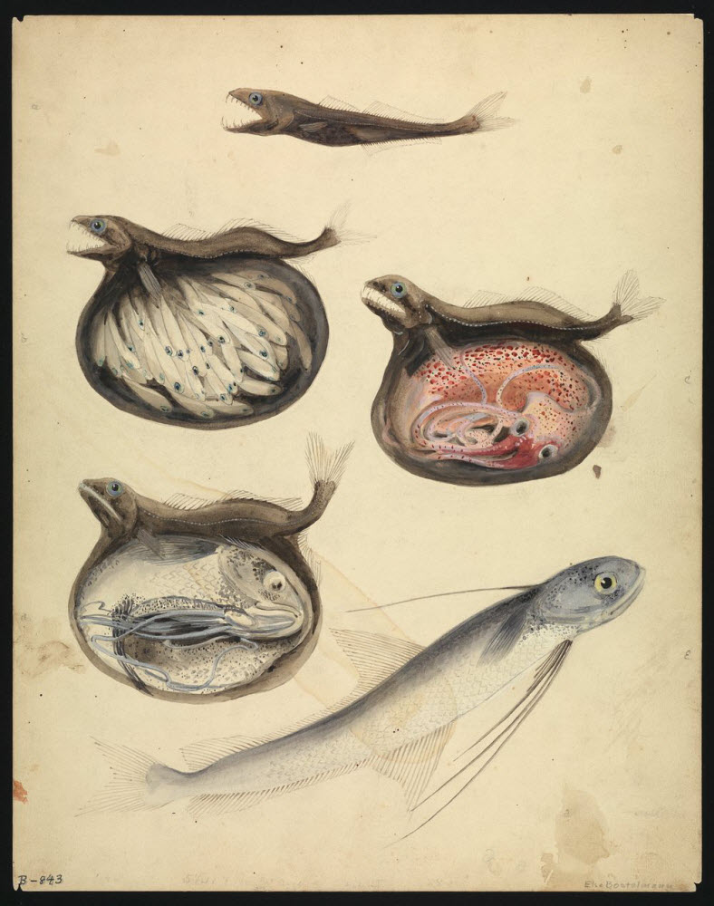 Bathysphere: The World’s First Deep-Sea Exploration Vessel | Amusing Planet