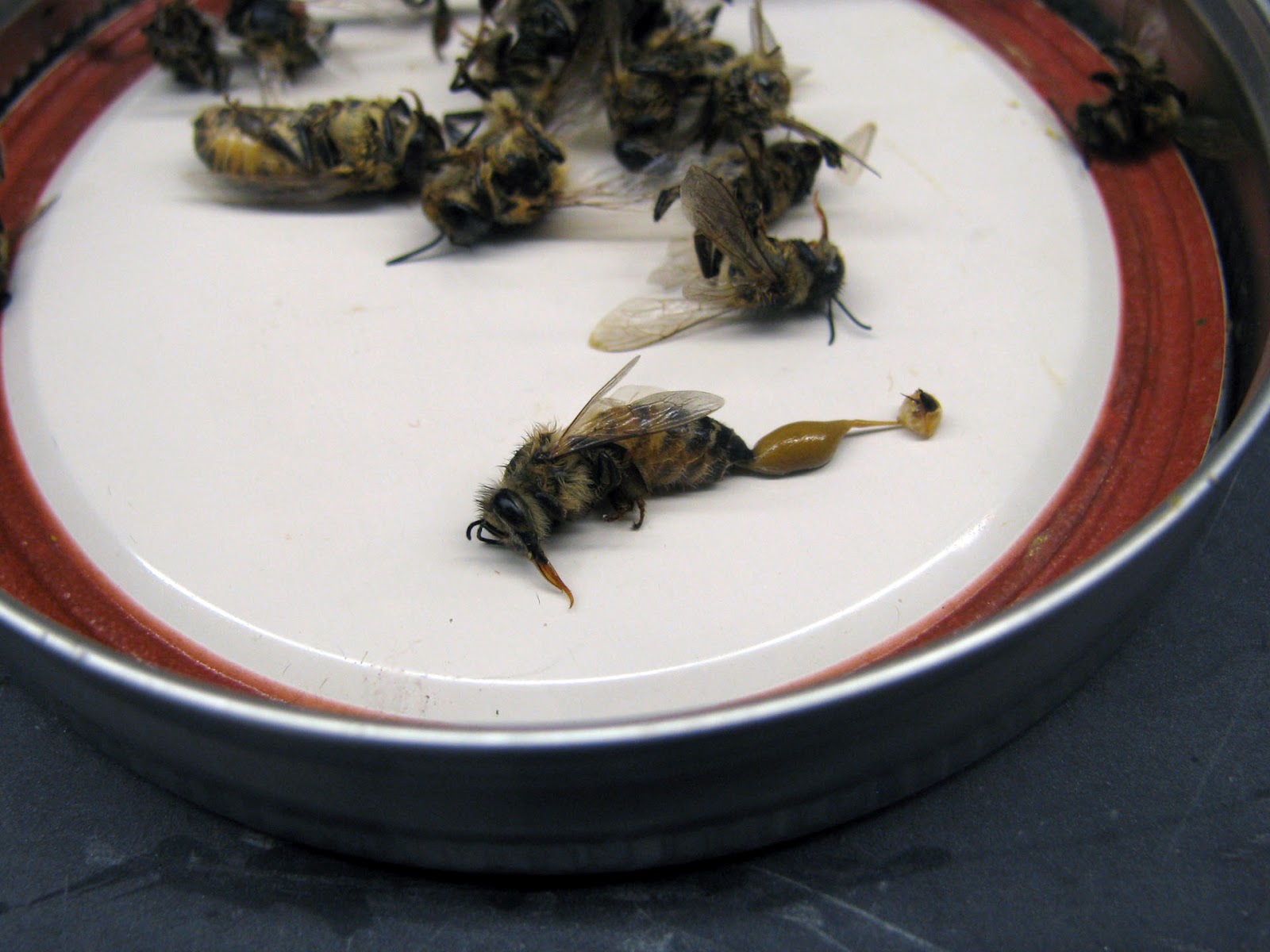Honeybee Reverie: The OSU Honey Bee Lab