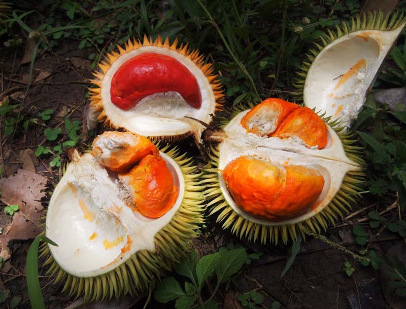 Under The Angsana Tree: Wild Durians From East Malaysia - Sabah & Sarawak‏