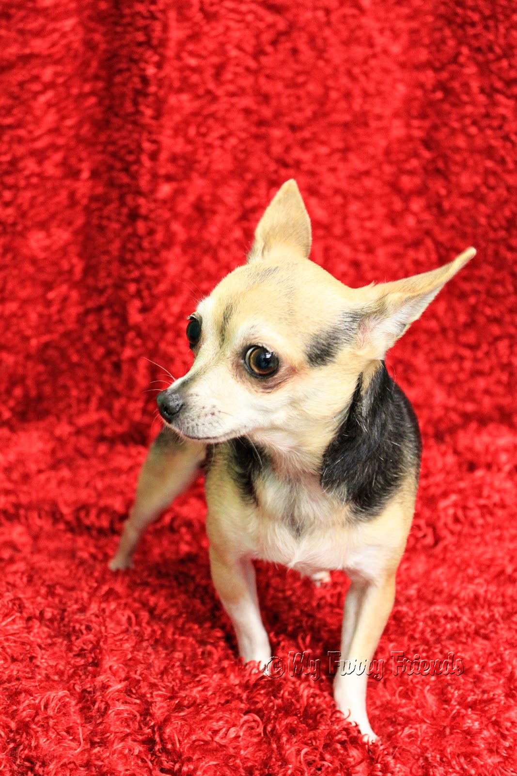 Pet Grooming: The Good, The Bad, & The Furry: Bloopers