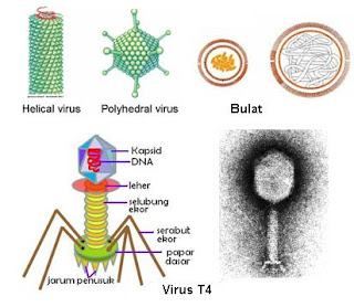 PERBEDAAN VIRUS DAN BAKTERI