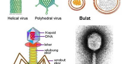 PERBEDAAN VIRUS DAN BAKTERI