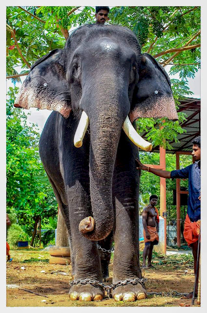 Upcoming Superstars of Kerala Elephants | Famous elephants in future ...