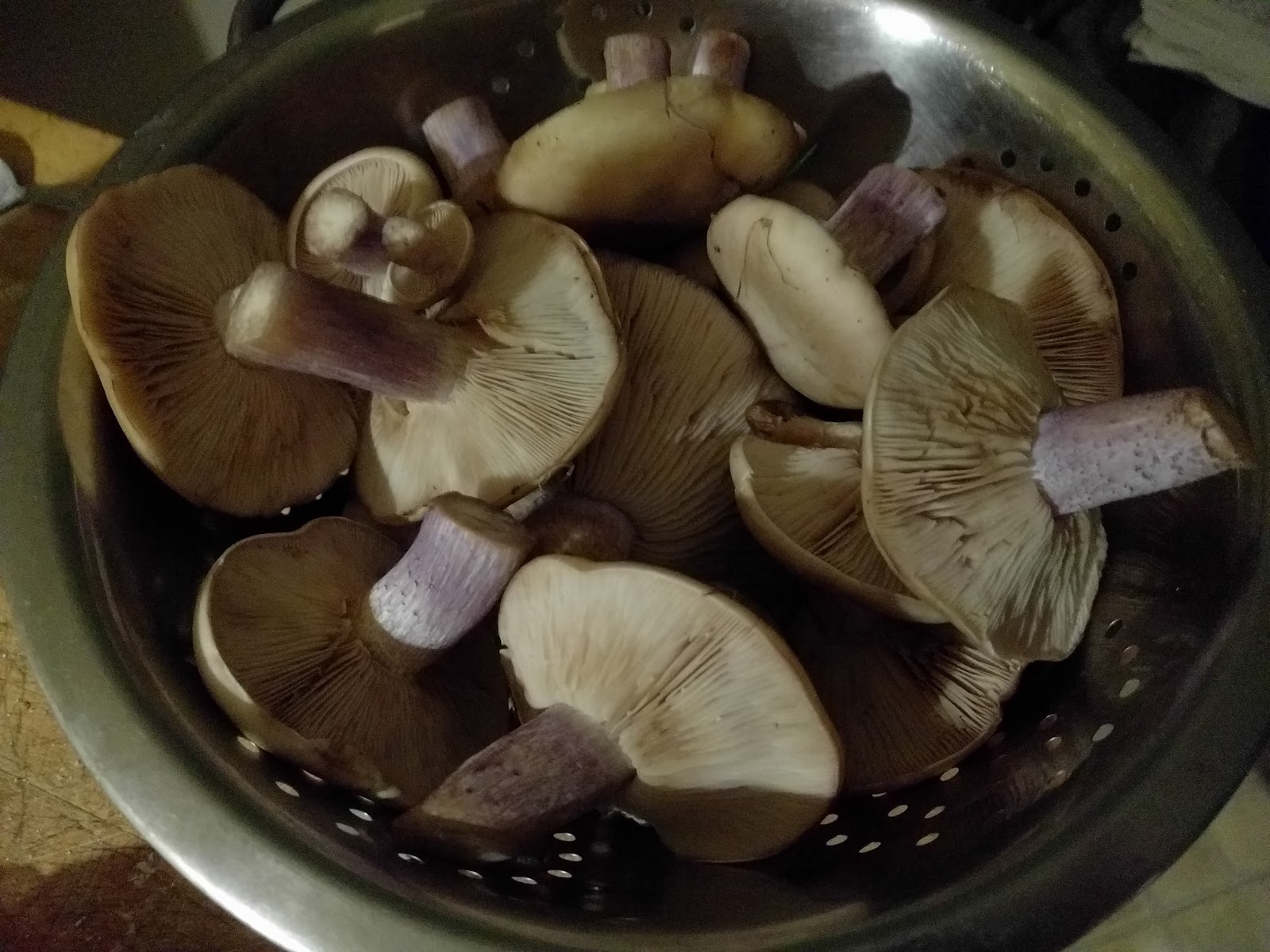 The Suburban Peasant: Field Blewit: The King of Autumn Mushrooms
