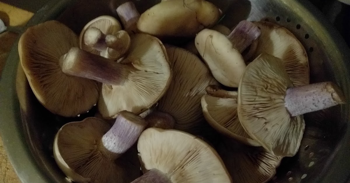 The Suburban Peasant: Field Blewit: The King of Autumn Mushrooms