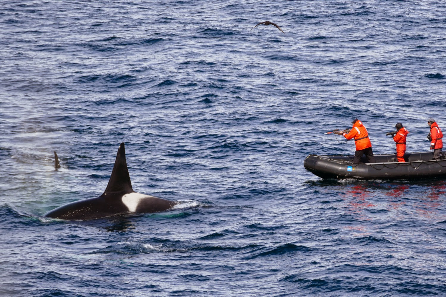Follow North : Killer Whale attack in the Southern Ocean