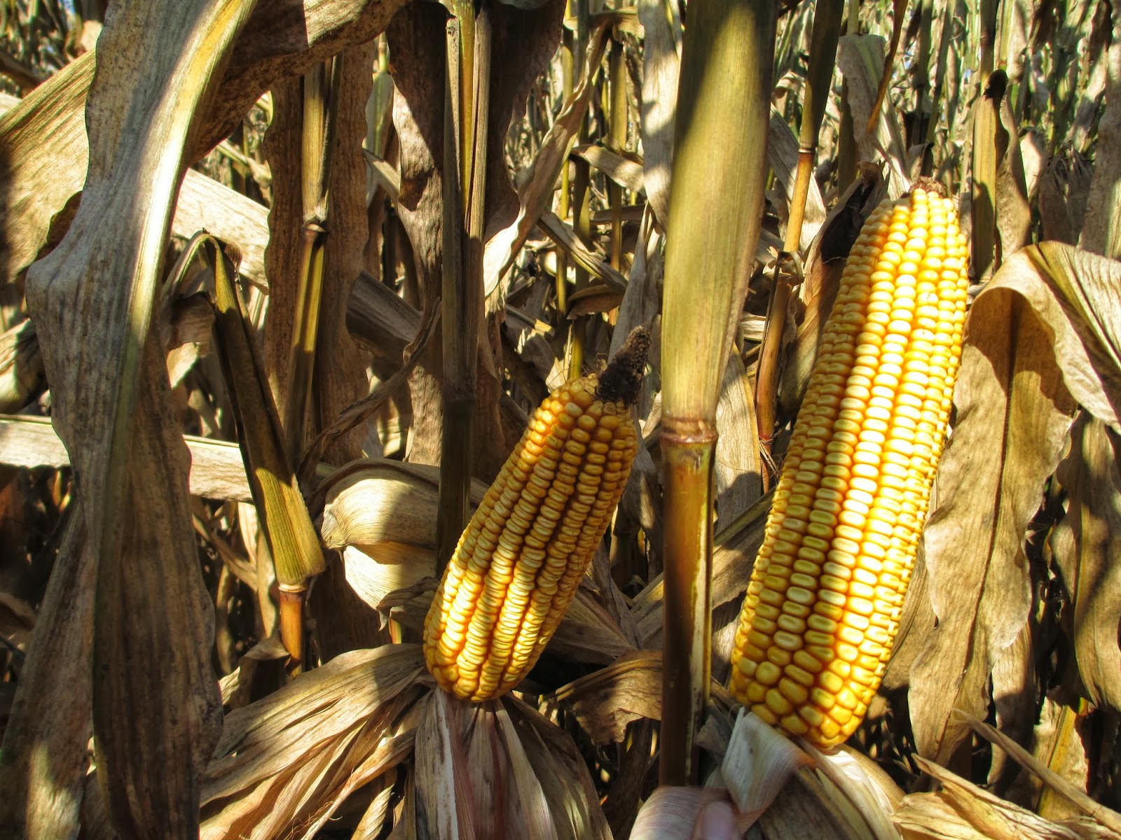 Grain Crops Update: Great Corn Harvest but Compaction Nipped Some Yields